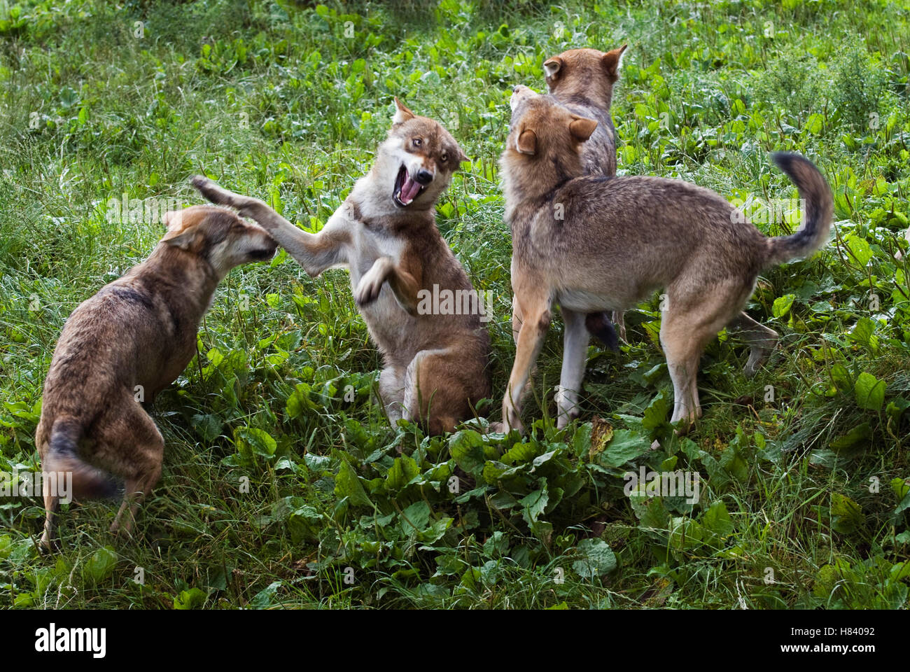 European Wolf (Canis lupus) pack showing submissive and dominant ...