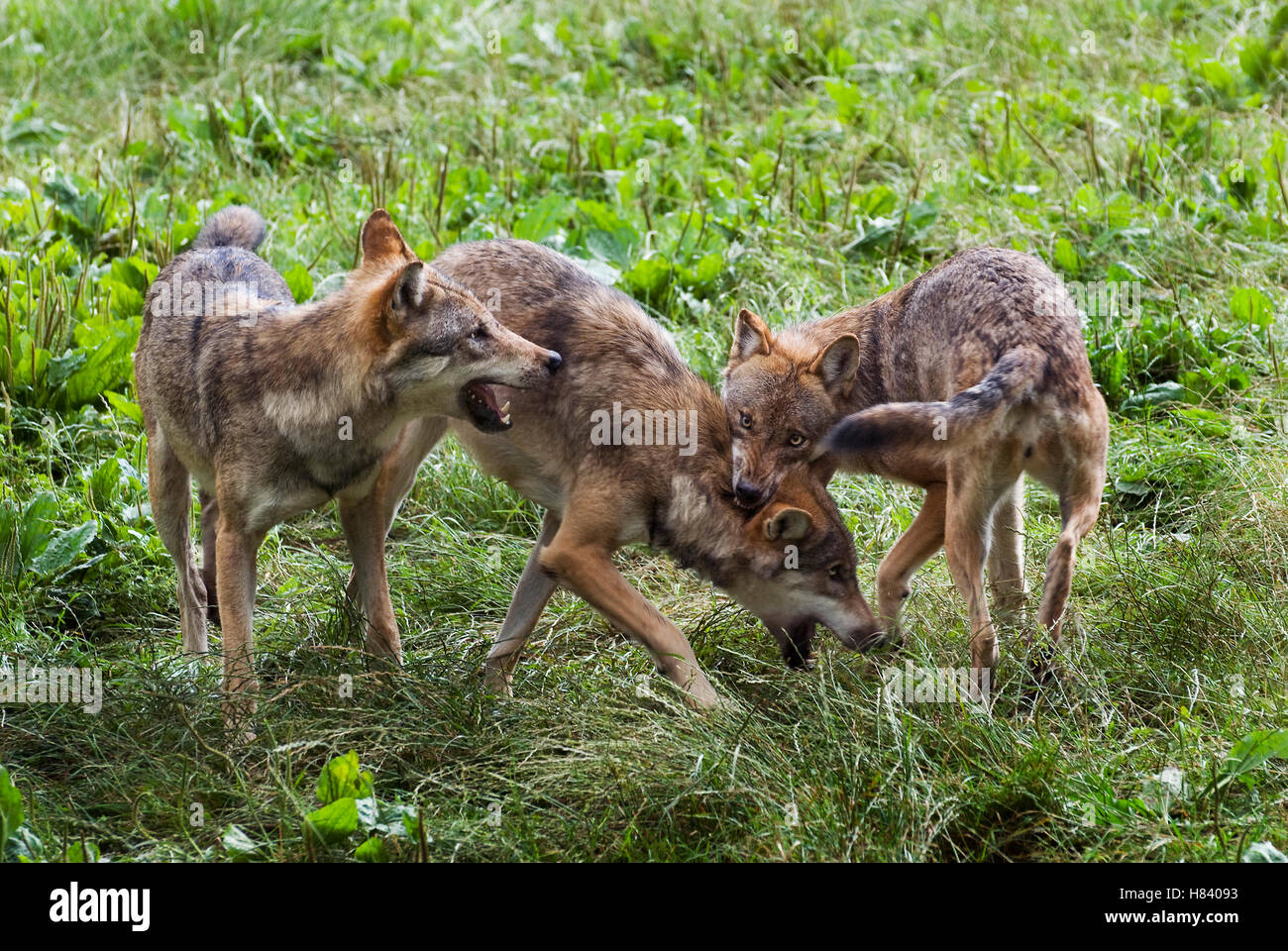 European Wolf (Canis lupus) pack showing submissive and aggressive ...