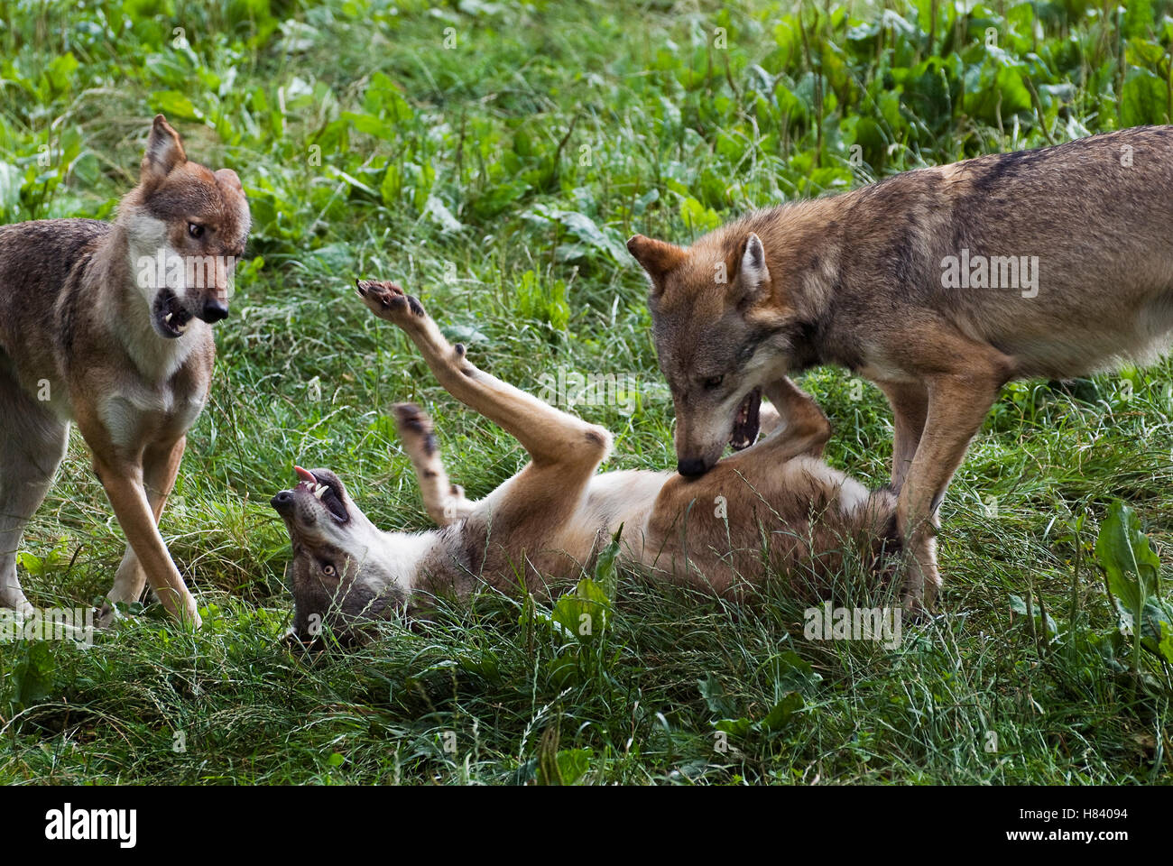 European Wolf (Canis lupus) pack showing submissive and dominant ...