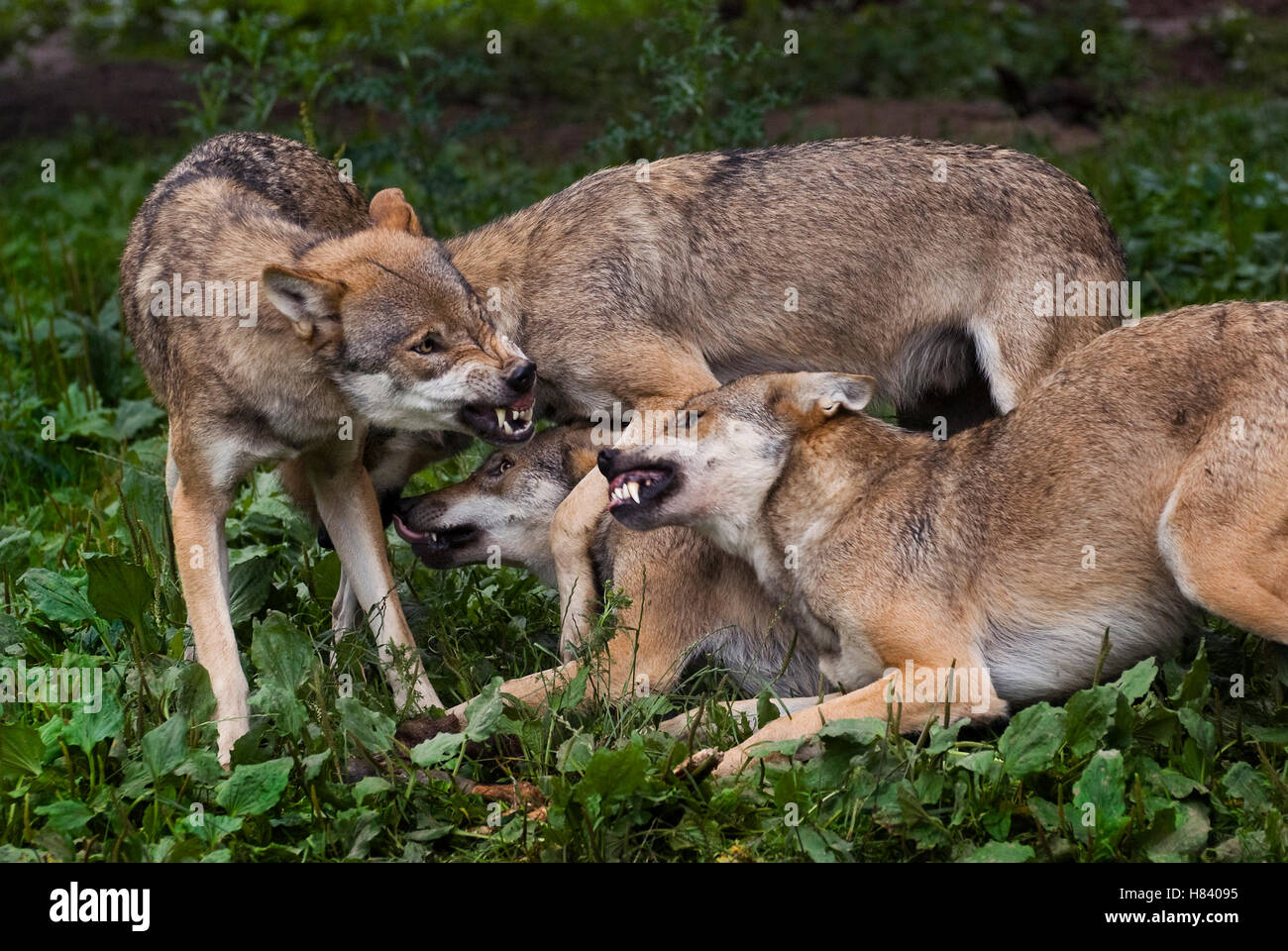 European Wolf (Canis lupus) pack showing submissive and dominant ...
