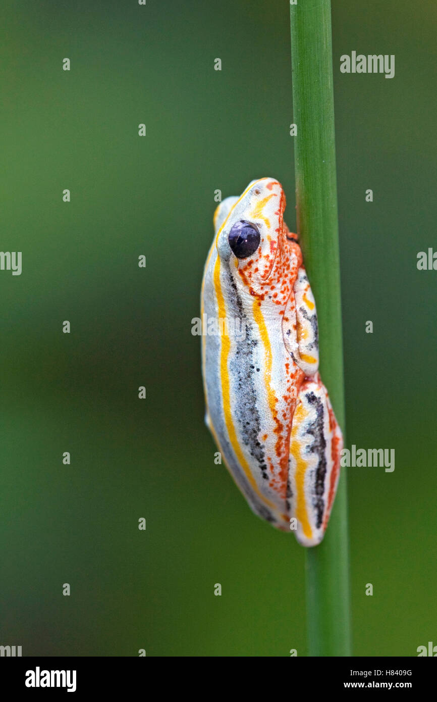 Painted Reed Frog (Hyperolius marmoratus), iSimangaliso Wetland Park ...