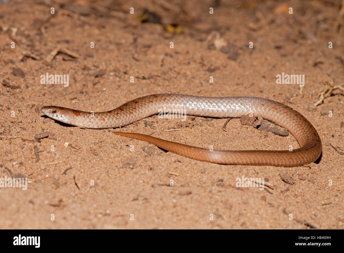 Spotted Slug-eater (Duberria variegata), iSimangaliso Wetland Park ...