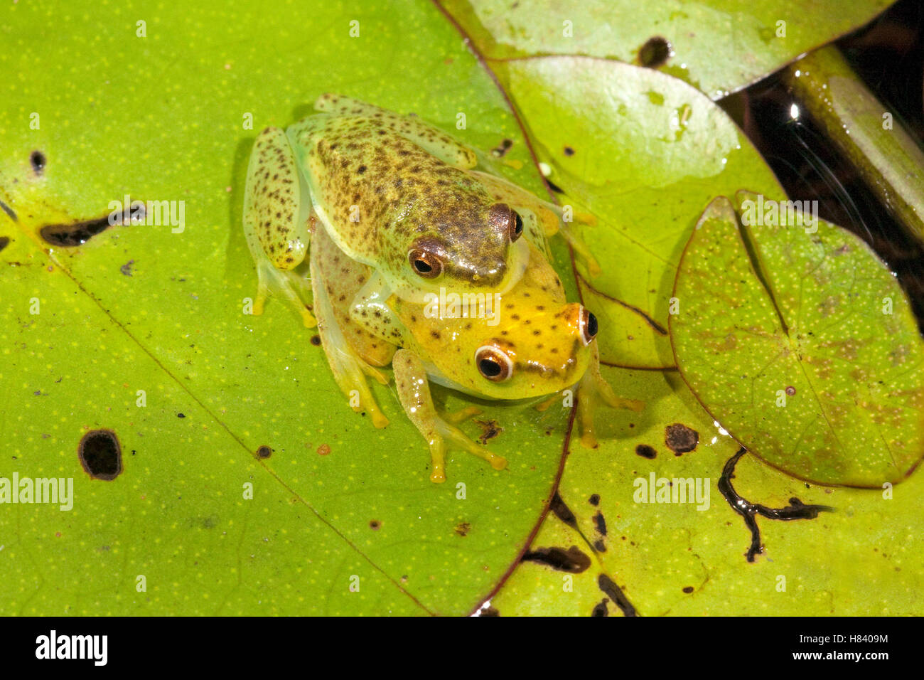 Water Lily Reed Frog (Hyperolius pusillus) pair in amplexus ...