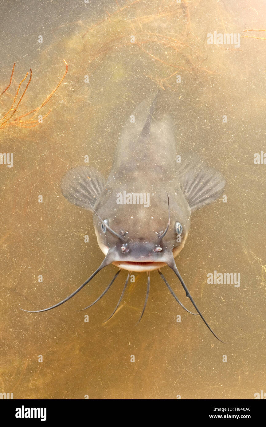 Common Bullhead (Ameiurus nebulosus), Netherlands Stock Photo - Alamy