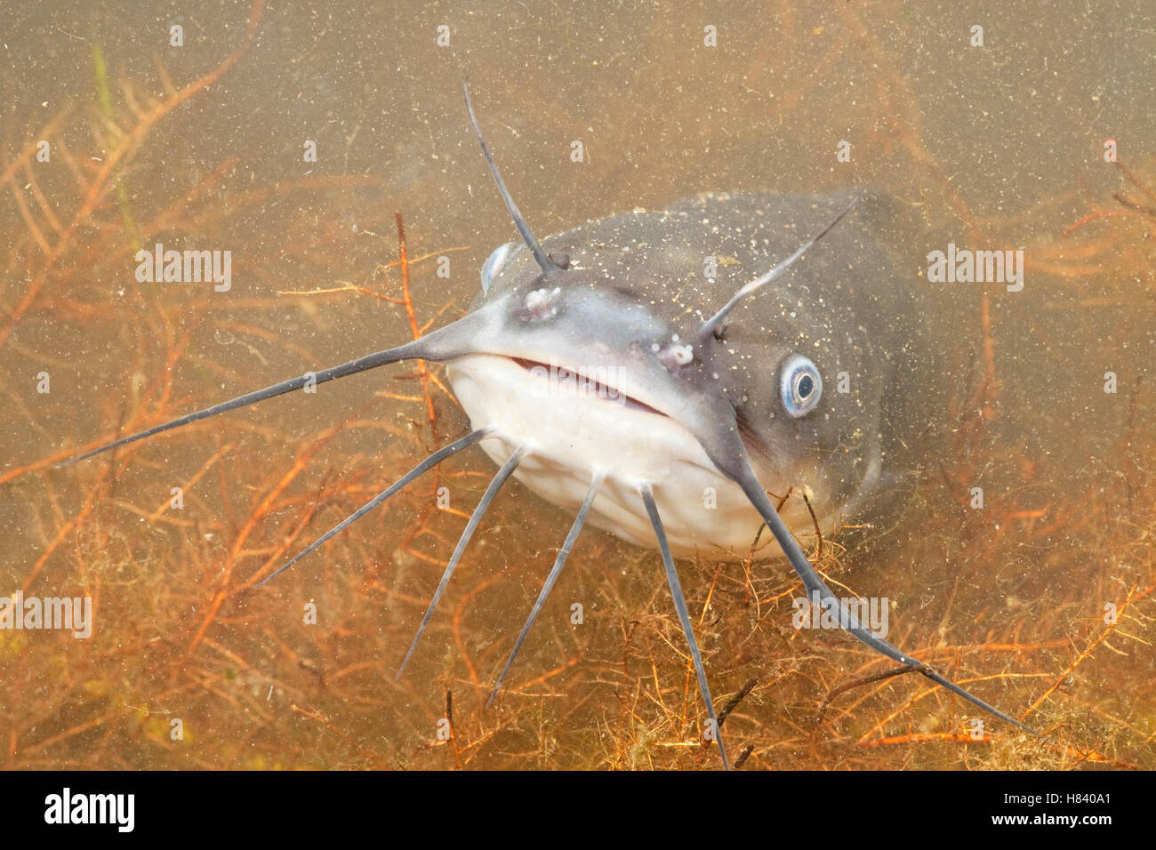 Common Bullhead (Ameiurus nebulosus), Netherlands Stock Photo - Alamy