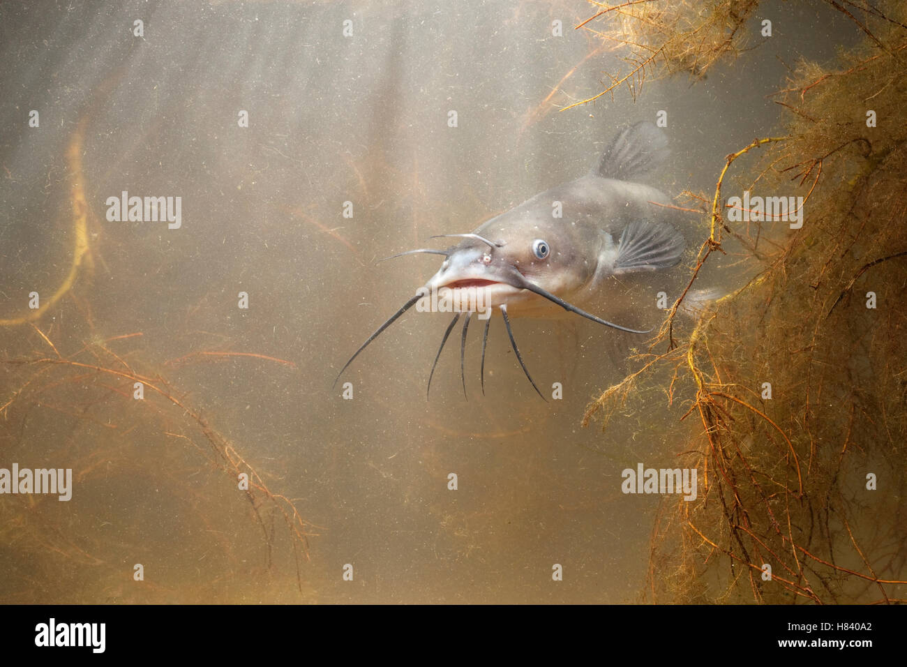 Common Bullhead (Ameiurus nebulosus), Netherlands Stock Photo - Alamy