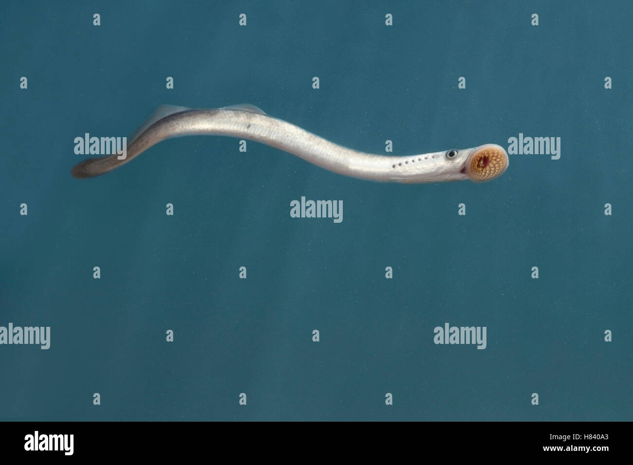 Lamprey (Petromyzon marinus), Nijmegen, Netherlands Stock Photo - Alamy