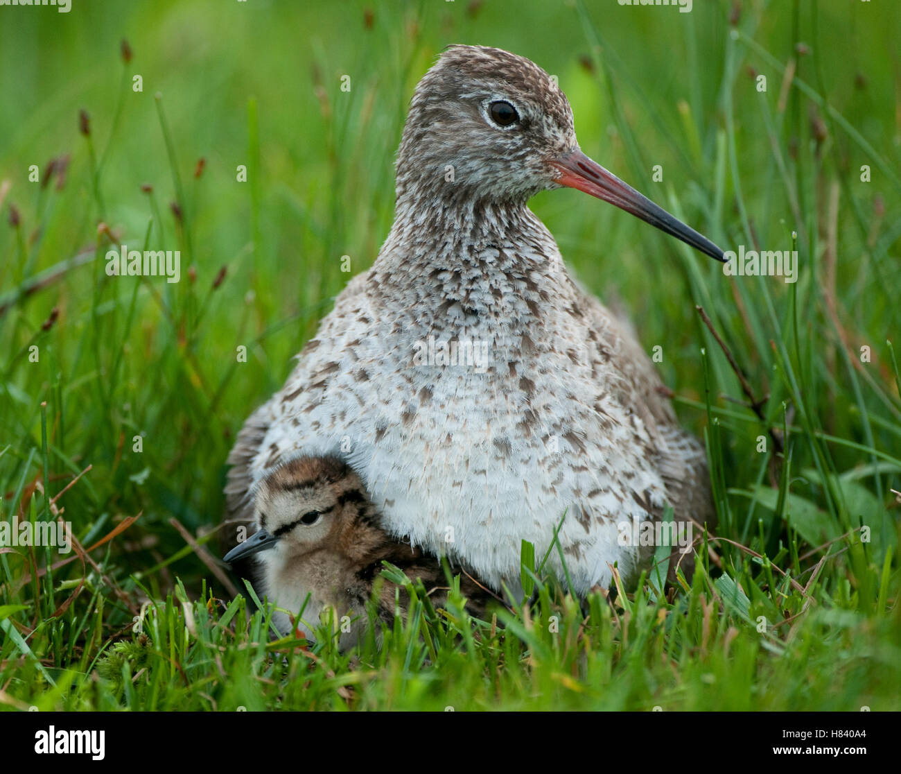 Common Redshank (Tringa totanus)and chick at nest, Turov, Belarus Stock ...