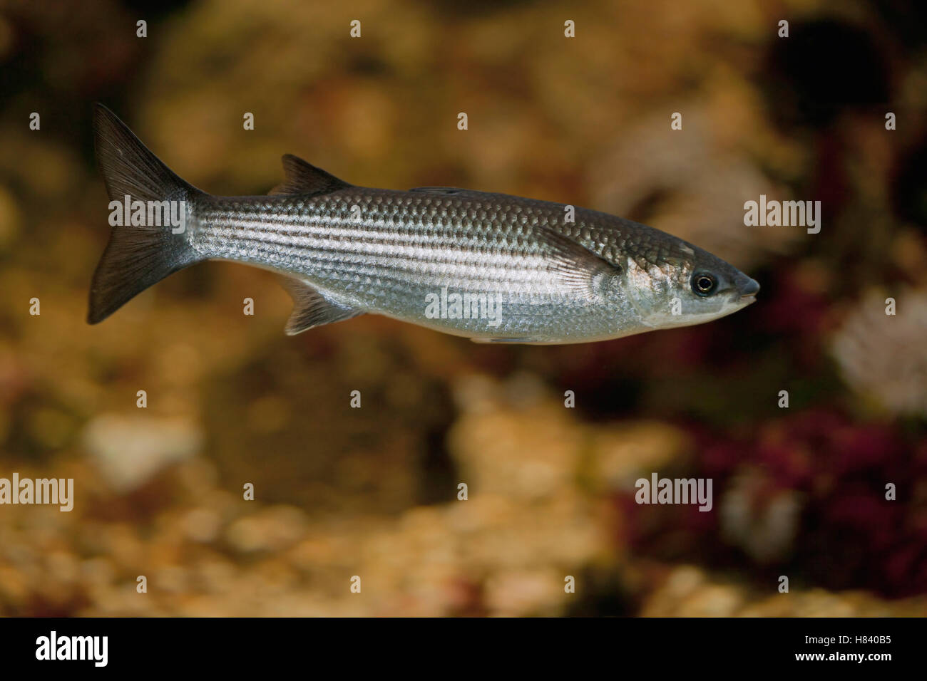 Thick-lipped Mullet (Chelon labrosus), North Sea Stock Photo - Alamy
