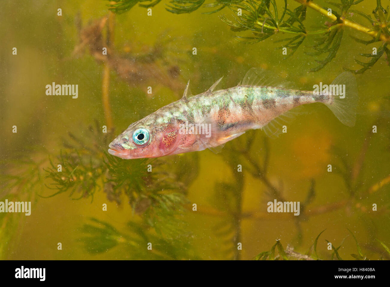 Three-spined Stickleback (Gasterosteus aculeatus) in mating color, Tiel ...
