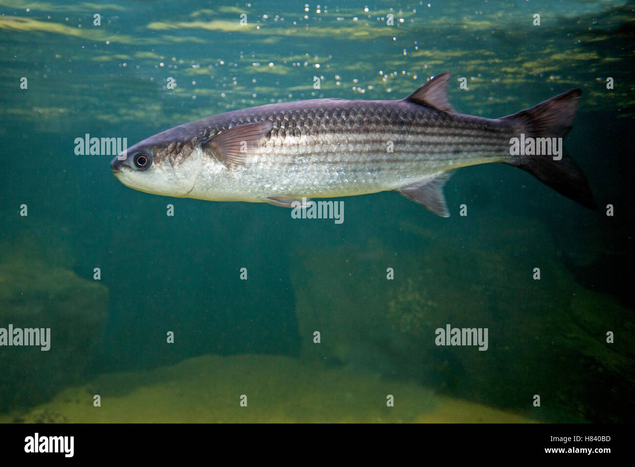 Striped Mullet (Mugil cephalus Stock Photo - Alamy
