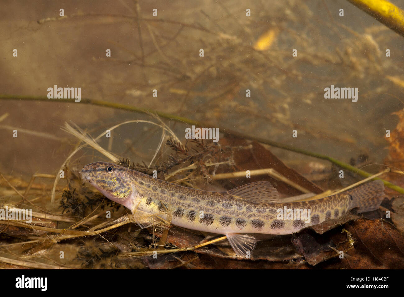 Loach (Cobitis taenia), Zouweboezem, Netherlands Stock Photo - Alamy