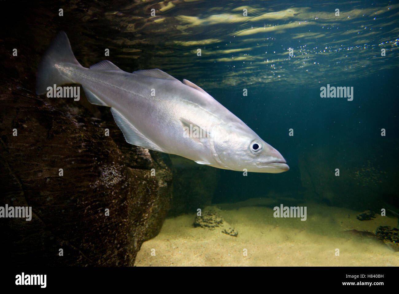 Pollack (Pollachius pollachius Stock Photo - Alamy