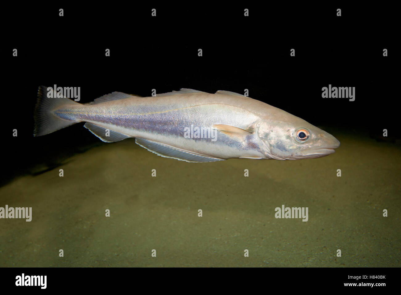 Whiting (Merlangius merlangus Stock Photo - Alamy