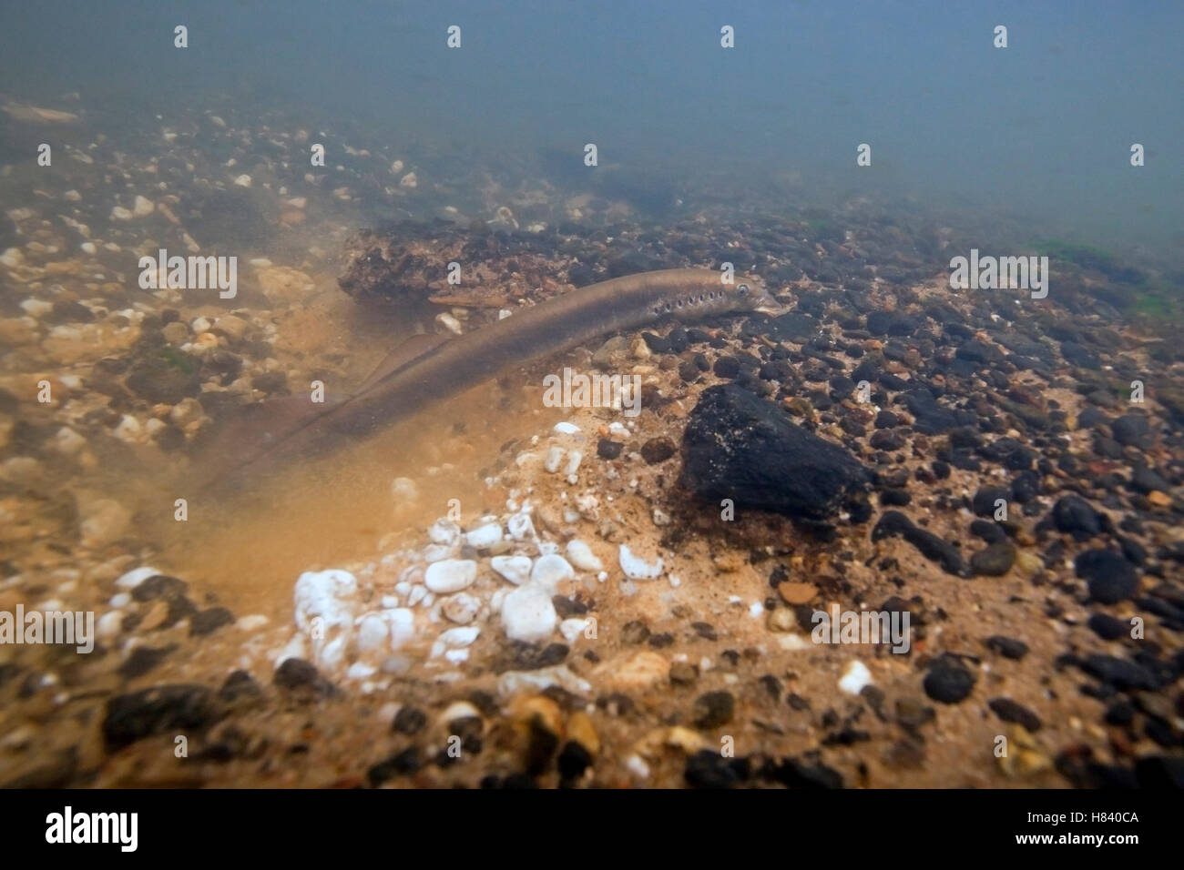 European River Lamprey (Lampetra fluviatilis) building a nest ...