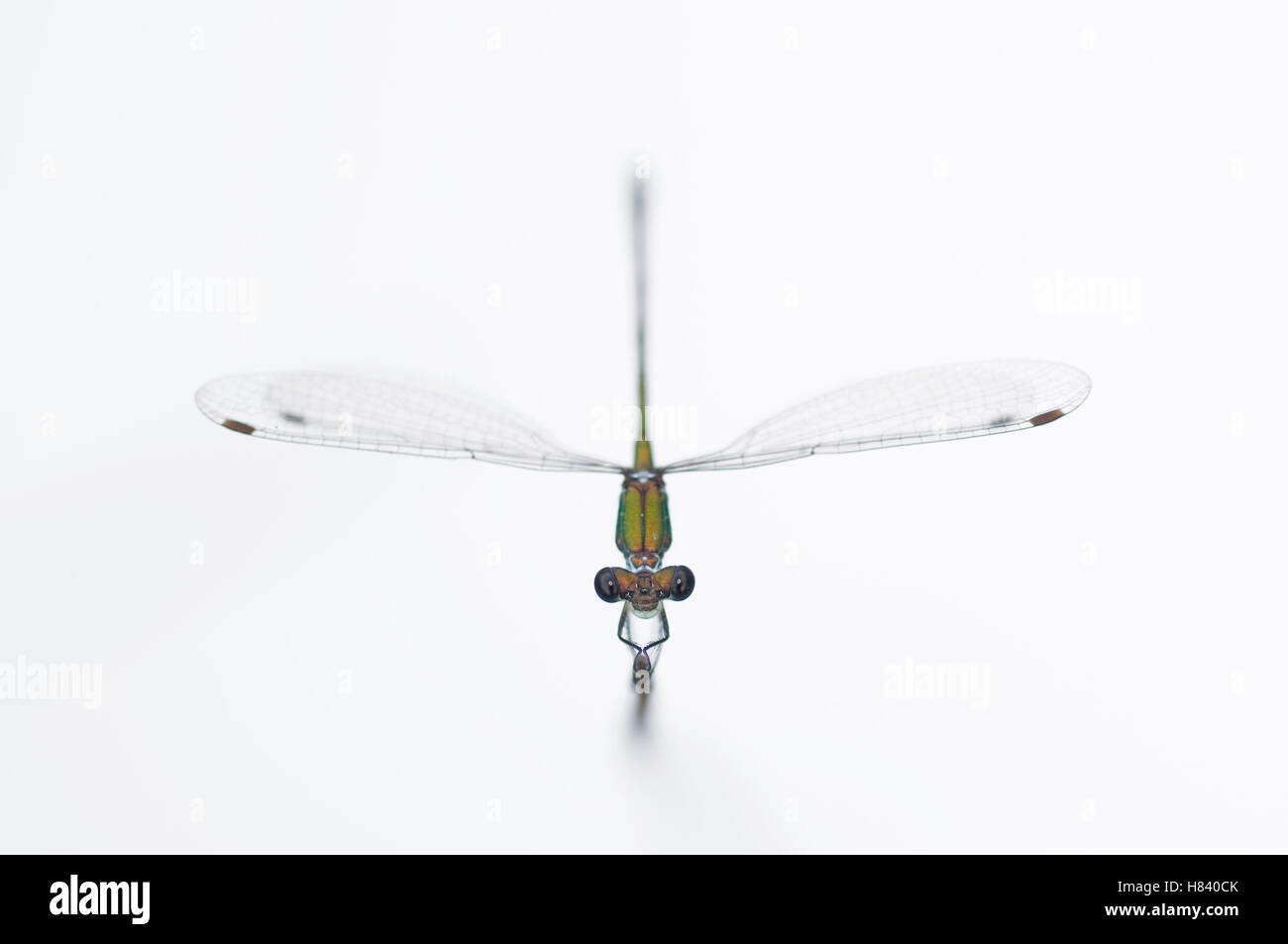 Spreadwing (Lestidae) damselfly, Nijmegen, Netherlands Stock Photo - Alamy