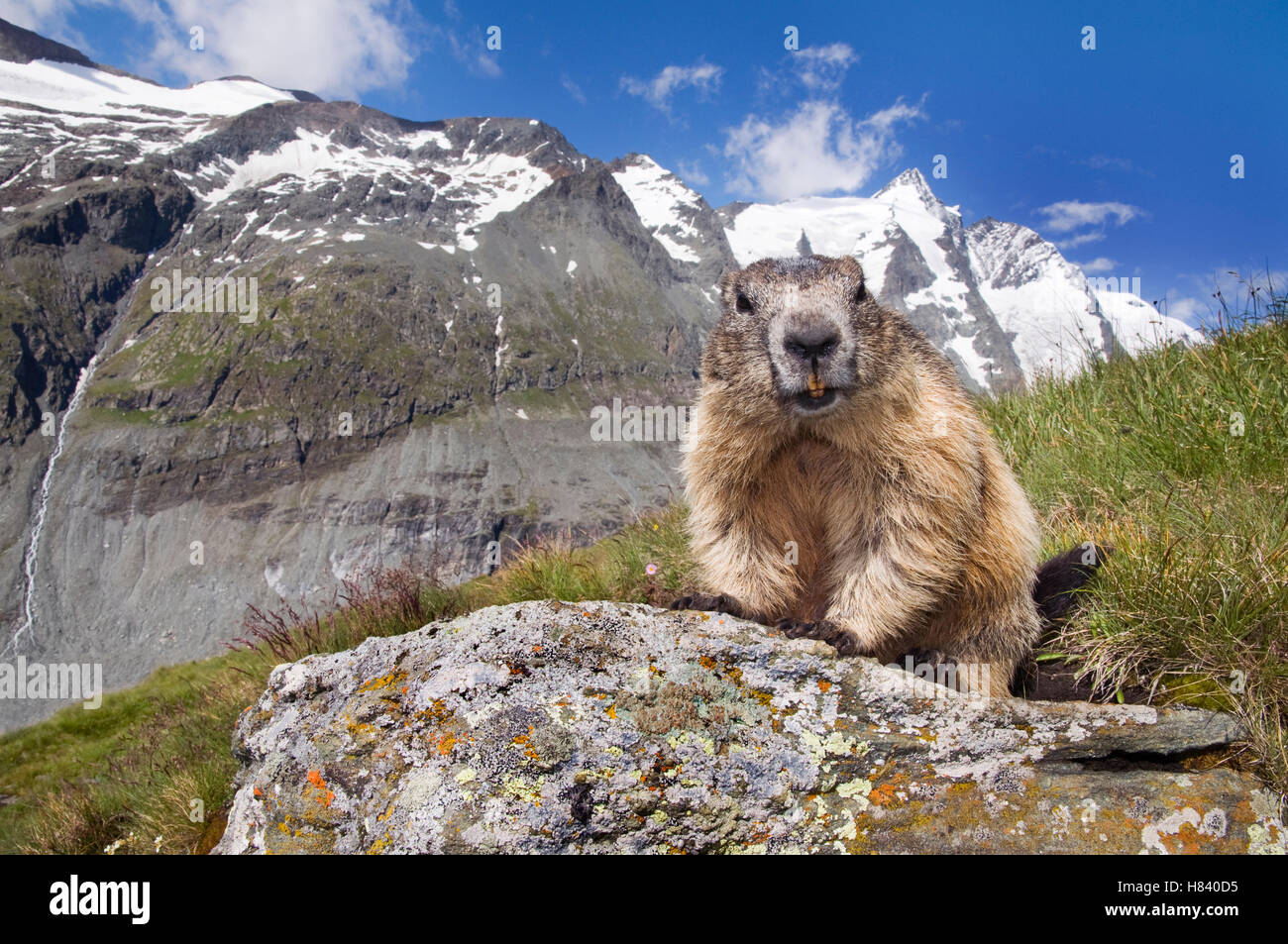 Alpine Marmot (Marmota marmota), Hohe Tauern National Park, Austria Stock Photo - Alamy