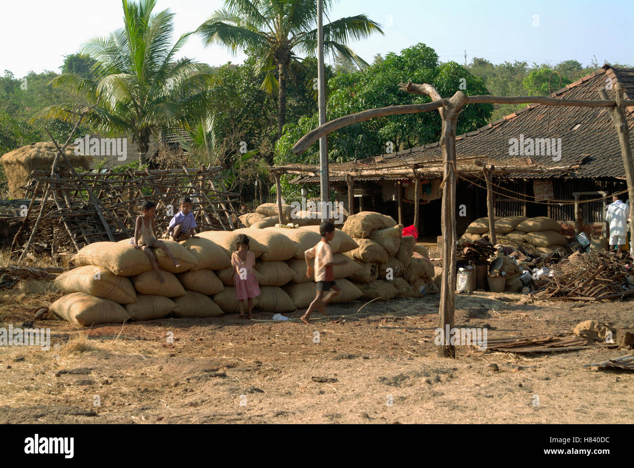 Rice sacks in rural Maharashtra, India Stock Photo - Alamy