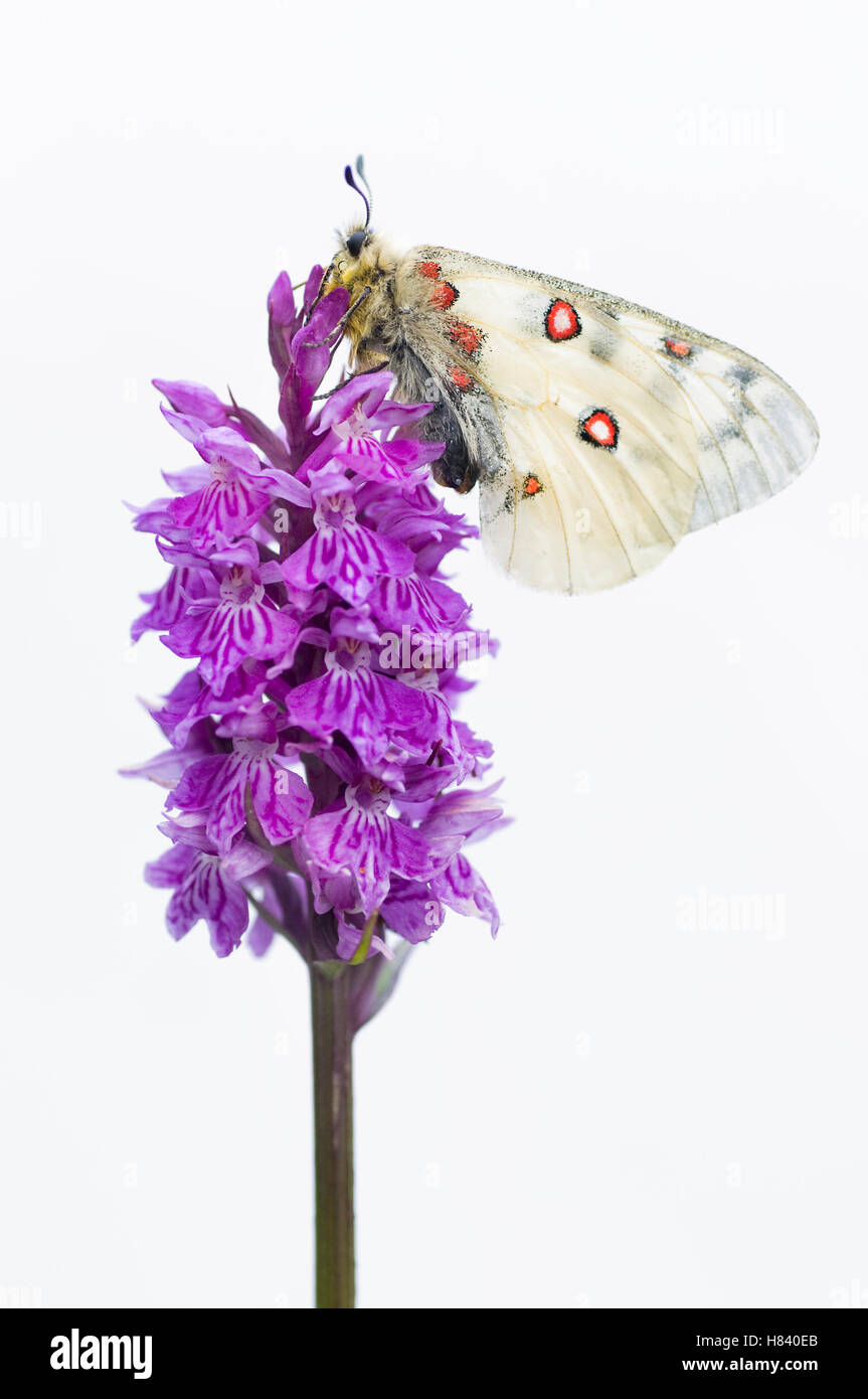 Small Apollo (Parnassius phoebus)butterfly on Common Spotted Orchid ...