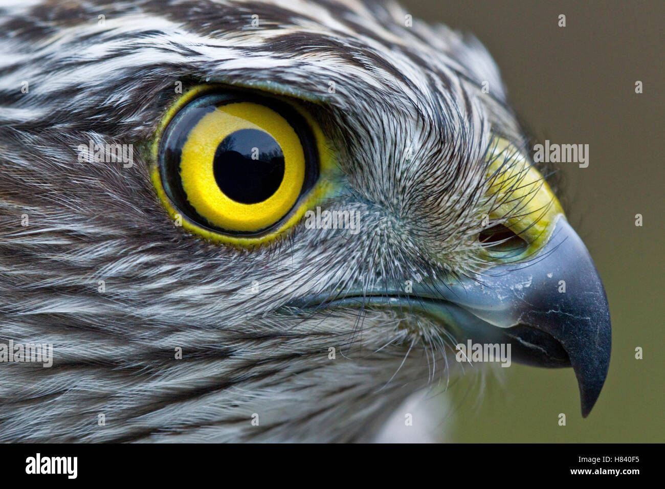 Eurasian Sparrowhawk (Accipiter nisus), Schiermonnikoog, Netherlands ...