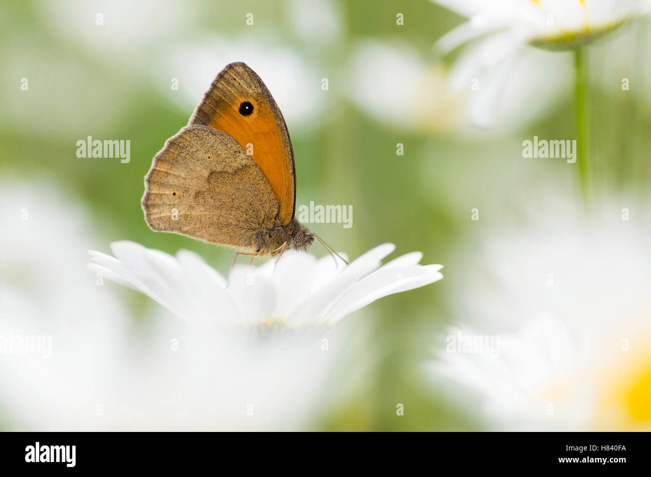 Meadow Brown (Maniola jurtina) butterfly, Viroinval, Belgium Stock ...