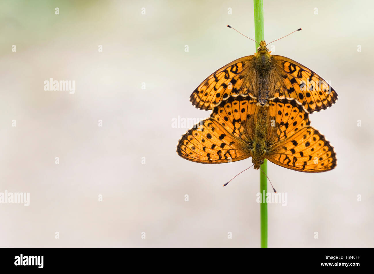 Lesser Marbled Fritillary (Brenthis ino) butterfly pair mating ...