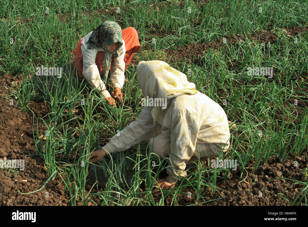 Farmers working in Onion farm. Maharashtra, India Stock Photo - Alamy