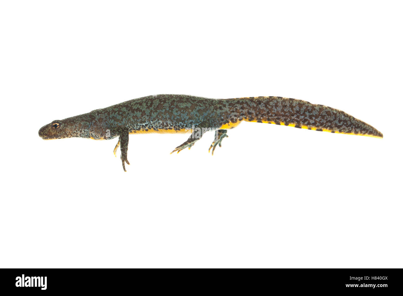 Alpine Newt (Ichthyosaura alpestris) female, Netherlands Stock Photo ...