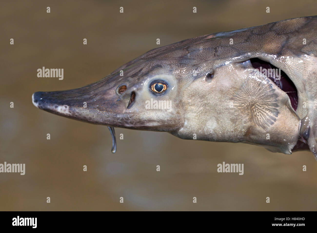 Atlantic Sturgeon (Acipenser sturio), Nijmegen, Netherlands Stock Photo ...