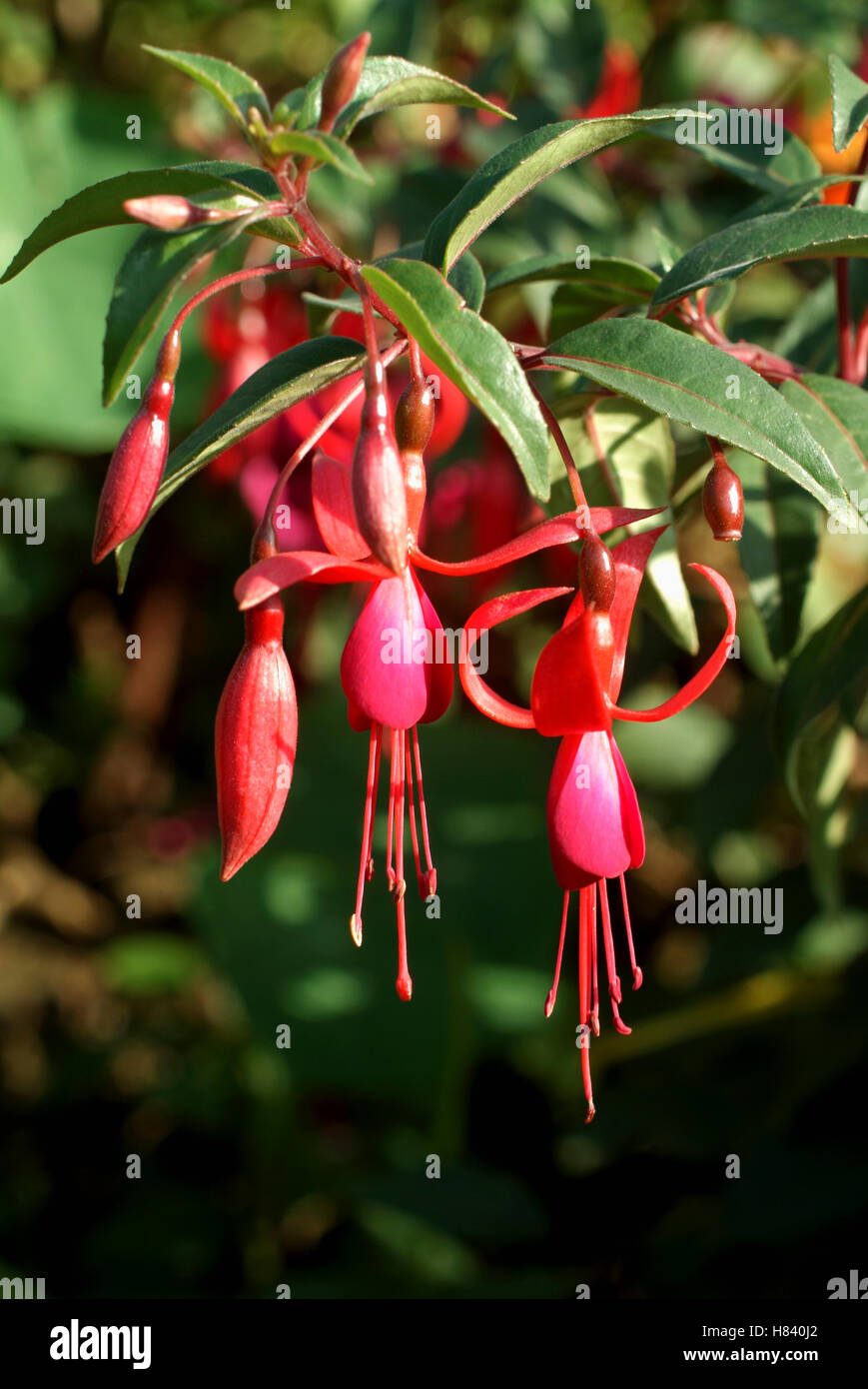 Fuschia, ornamental flower Stock Photo - Alamy