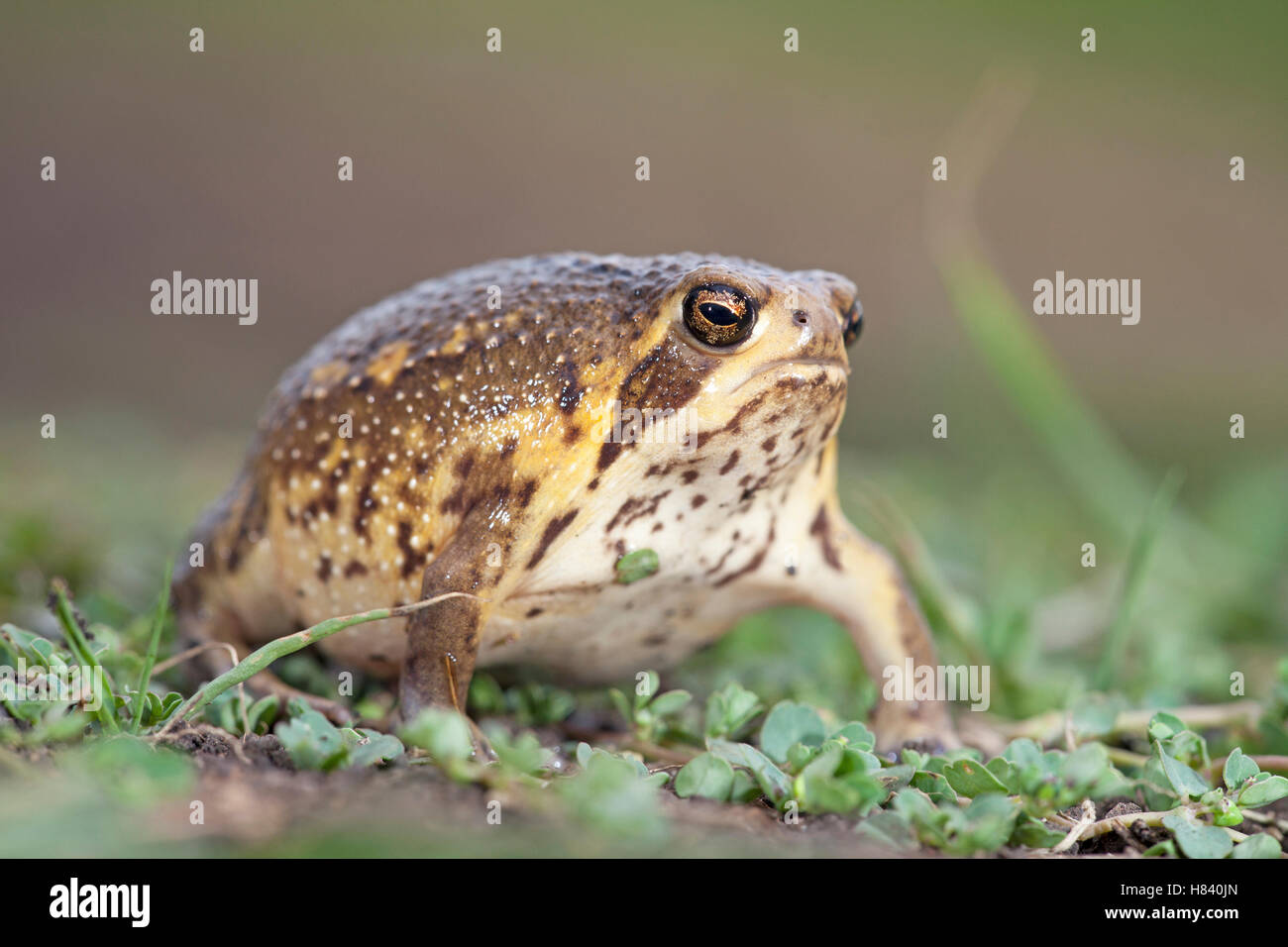 Bushveld Rain Frog (Breviceps adspersus), Hluhluwe Umfolozi Game ...