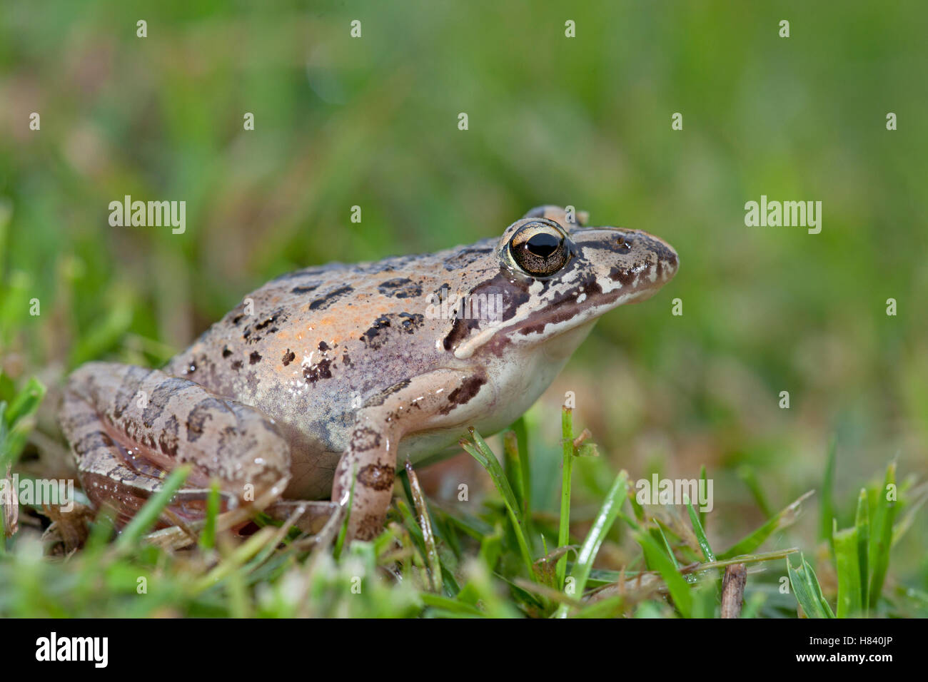 Gray's Stream Frog (Strongylopus grayii), Drakensberg, South Africa ...