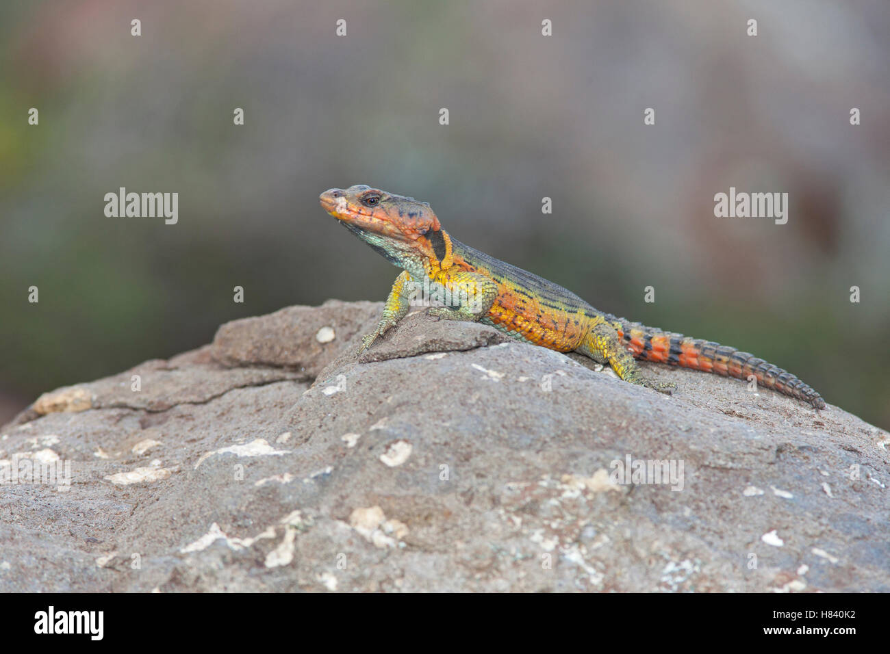 Drakensburg Crag Lizard (Pseudocordylus melanotus), Drakensberg, South ...