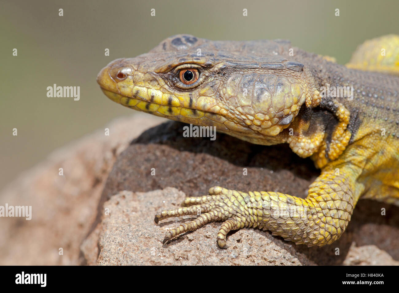 Drakensburg Crag Lizard (Pseudocordylus melanotus), Drakensberg, South ...