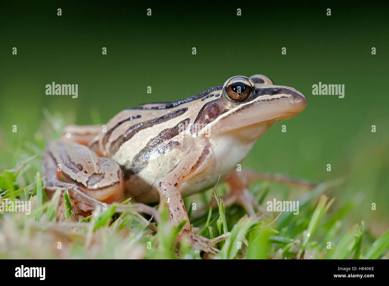 African Striped Stream Frog (Strongylopus fasciatus), Drakensberg ...