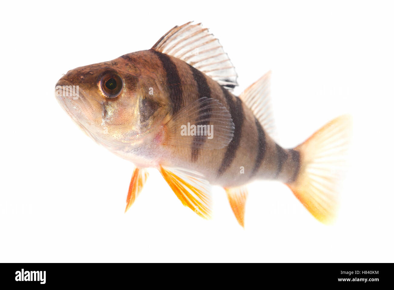 English Perch (Perca fluviatilis), Netherlands Stock Photo - Alamy