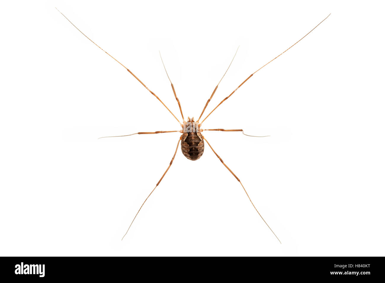 European Harvestman (Phalangium opilio), Nijmegen, Netherlands Stock ...