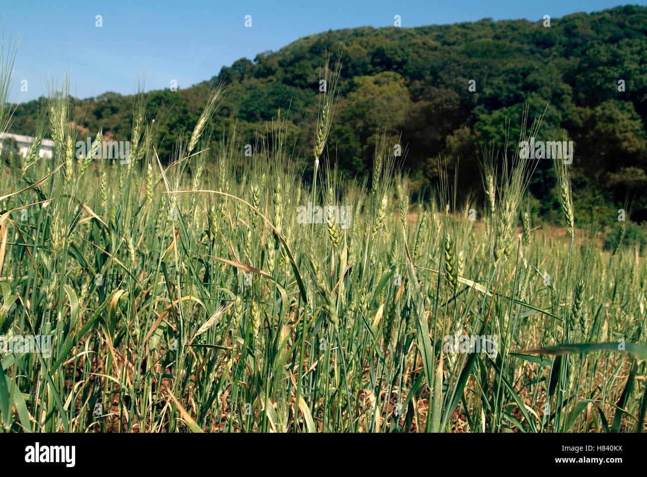 Wheat farm. Maharashtra, India Stock Photo - Alamy