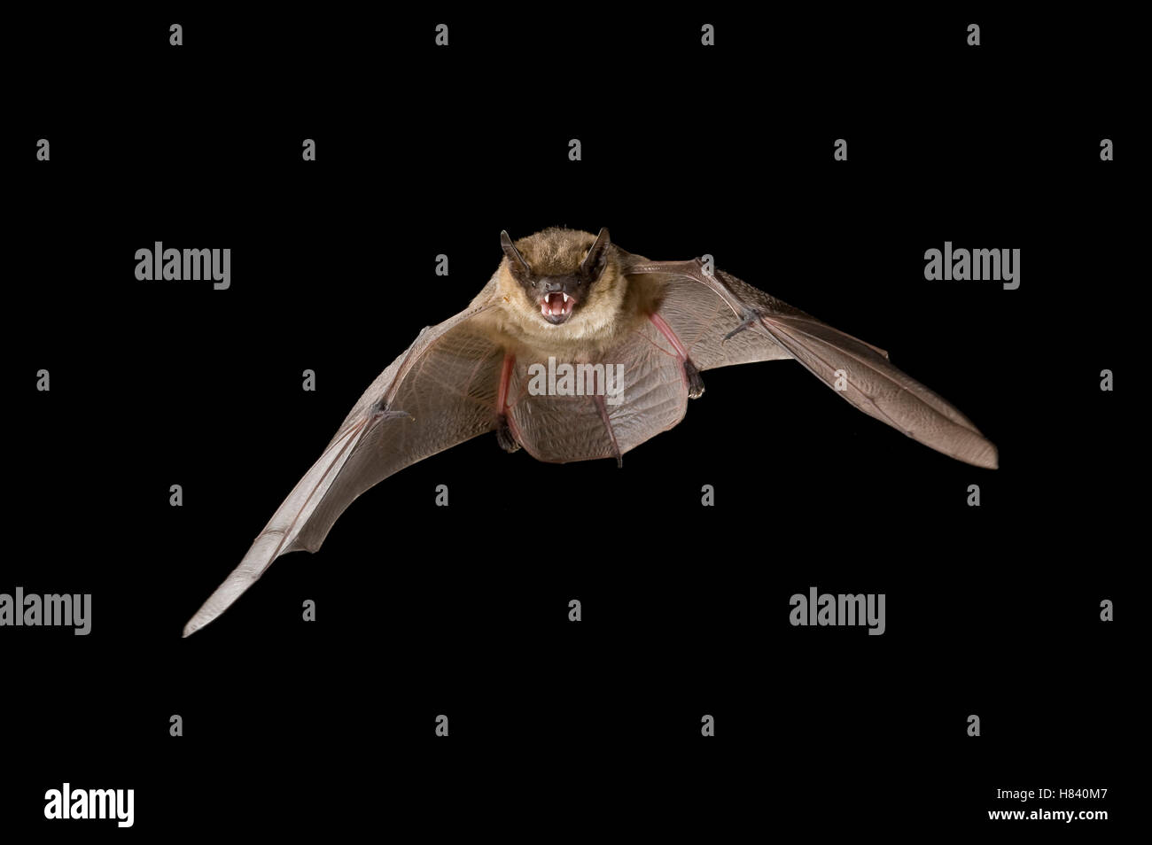 Serotine (Eptesicus serotinus) bat flying, Venray, Netherlands Stock ...