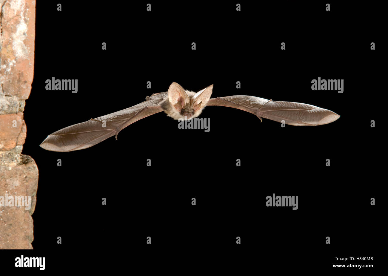 Grey Big-eared Bat (Plecotus austriacus) flying along a brick wall ...