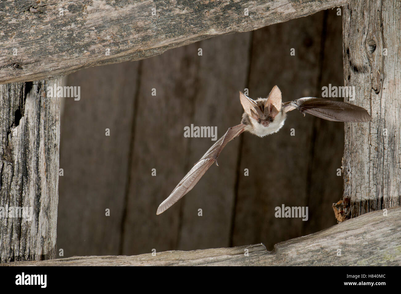 Grey Big-eared Bat (Plecotus austriacus) leaves a shed through a wooden ...