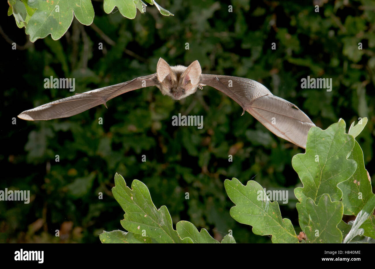 Grey Big-eared Bat (Plecotus austriacus), Indre, France Stock Photo - Alamy