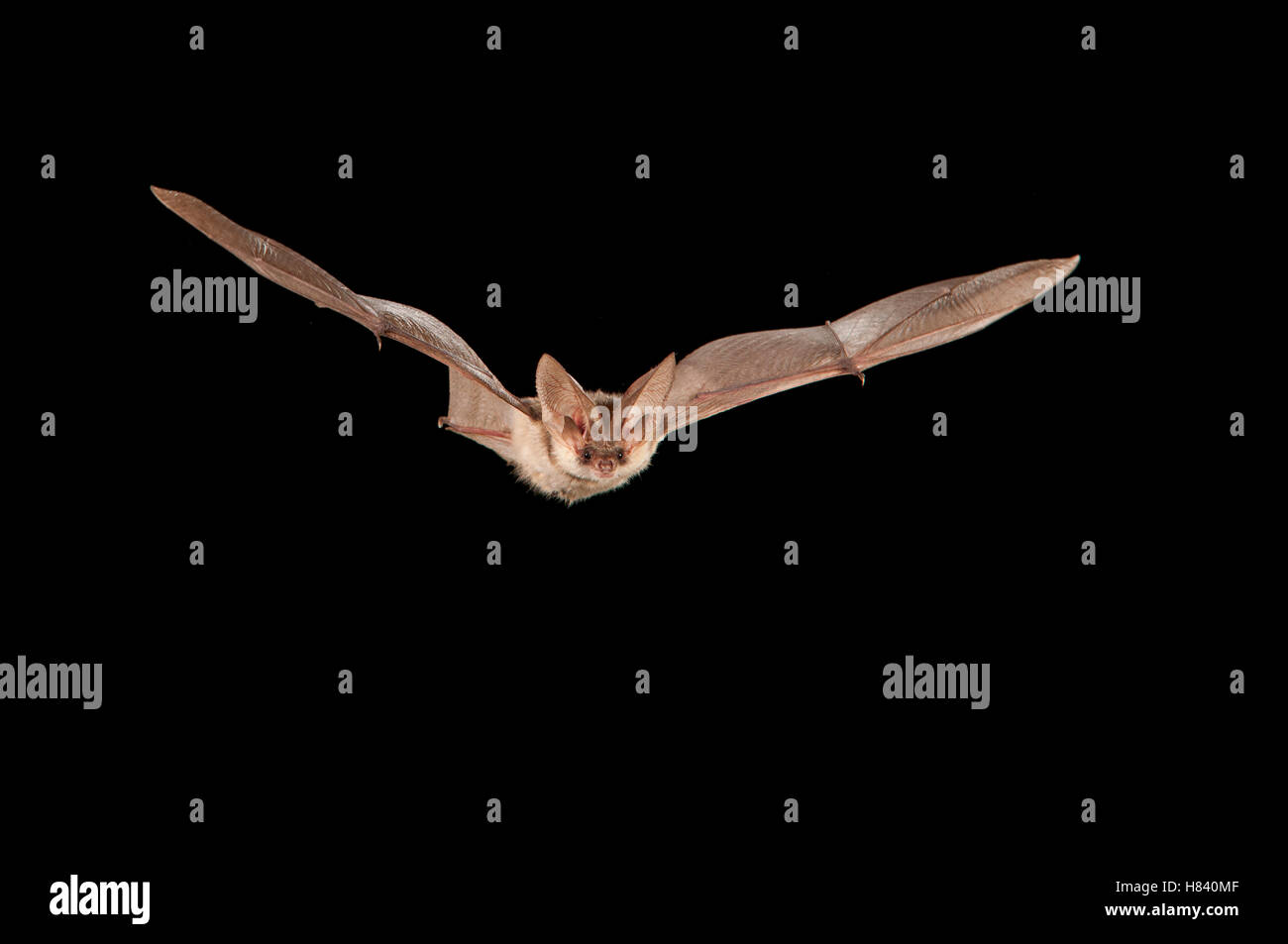 Grey Big-eared Bat (Plecotus austriacus), Indre, France Stock Photo - Alamy