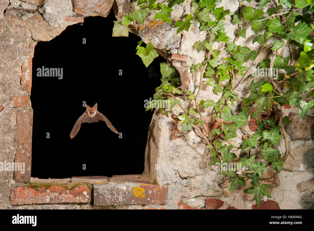 Grey Big-eared Bat (Plecotus austriacus) flying through a window in a ...