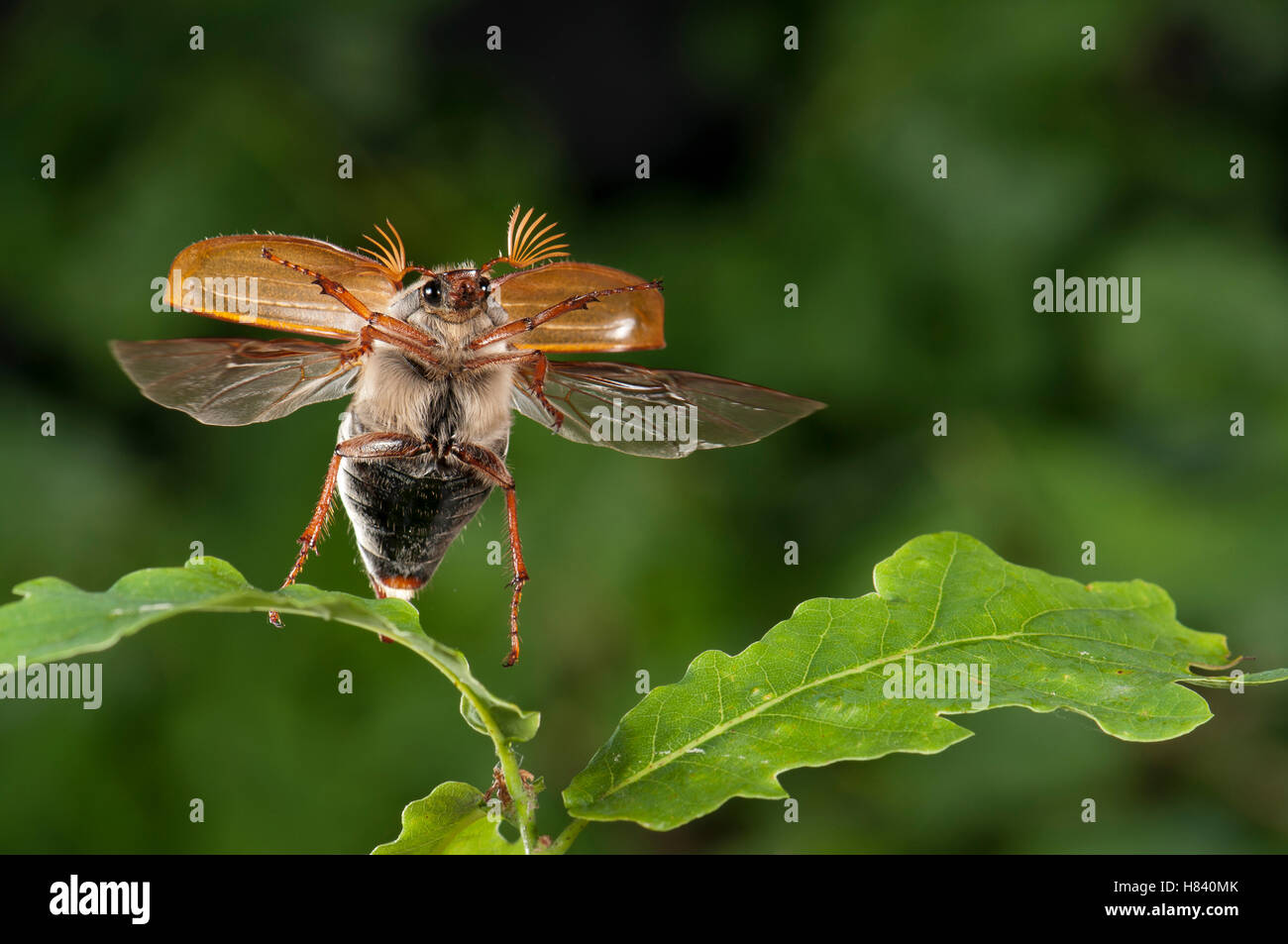 Common Cockchafer (Melolontha melolontha) male flying, Arnhem ...
