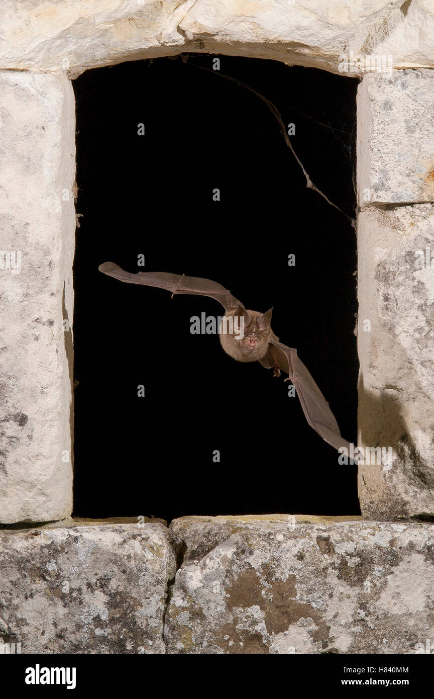 Greater Horseshoe Bat (Rhinolophus ferrumequinum) flying through a ...