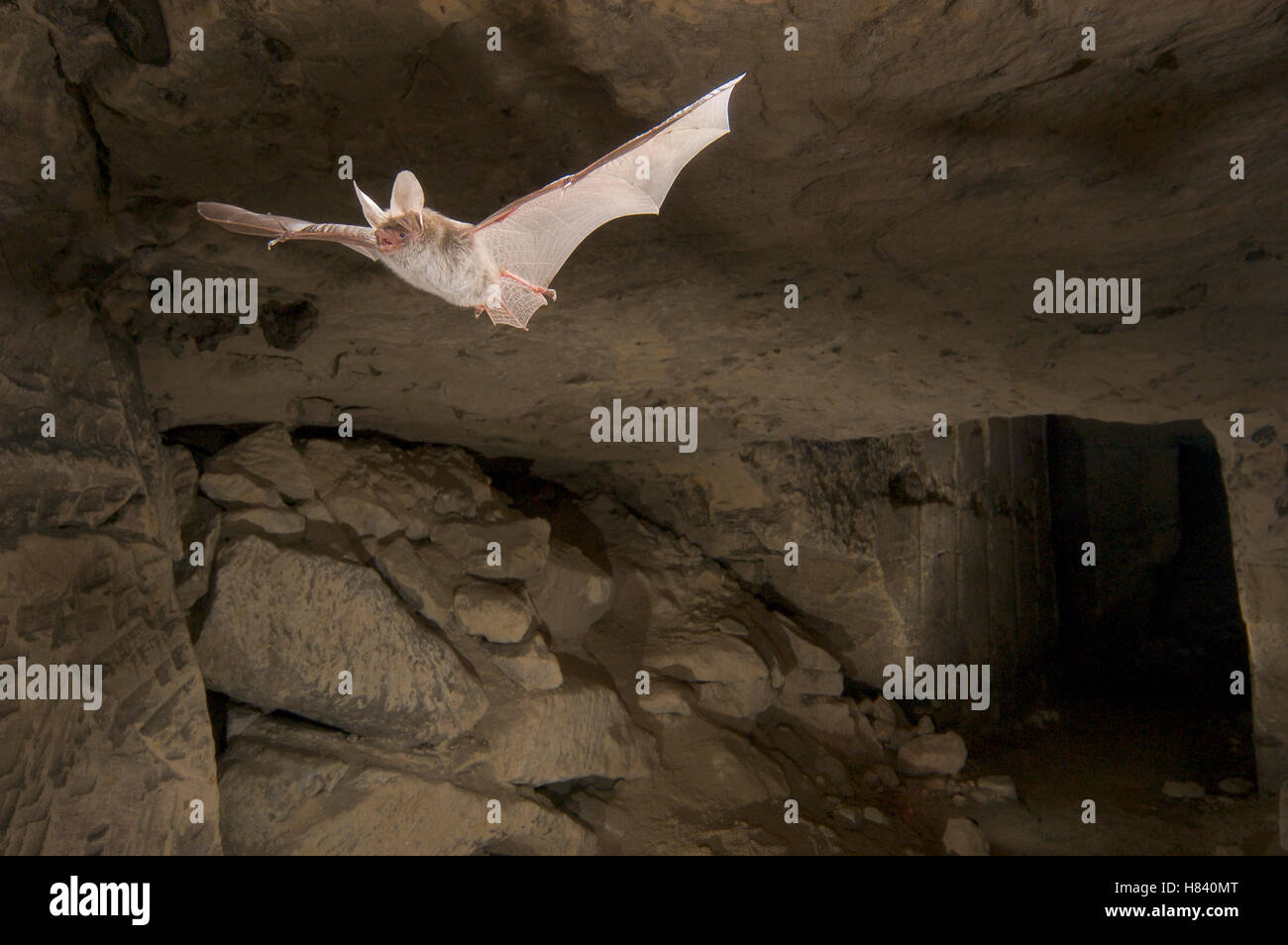 Bechstein's Bat (Myotis bechsteinii) flying in a limestone quarry ...