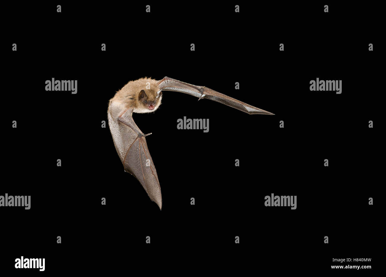 Geoffroy's Bat (Myotis emarginatus) flying, Belgium Stock Photo - Alamy