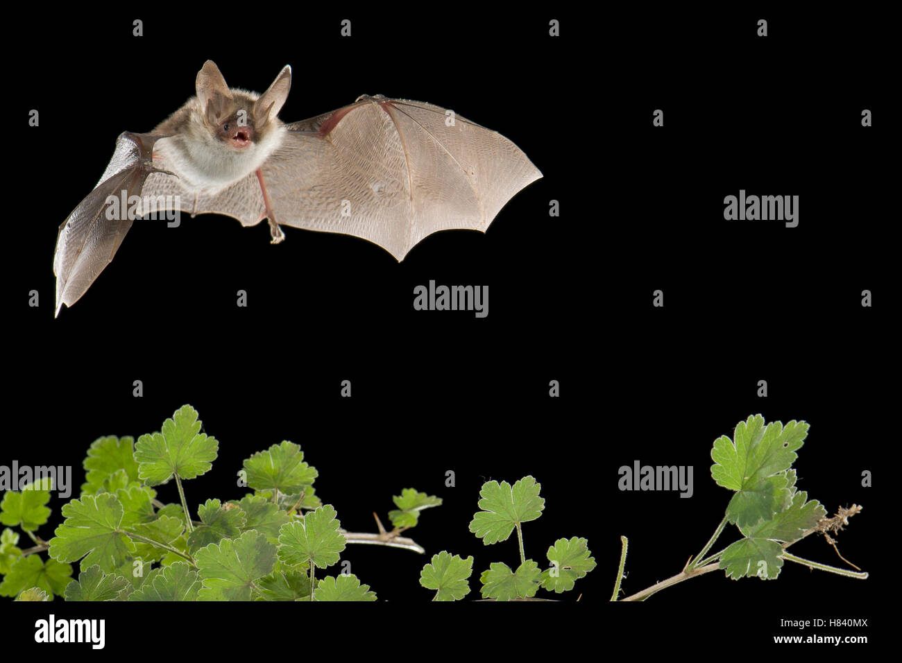 Bechstein's Bat (Myotis bechsteinii), Belgium Stock Photo - Alamy