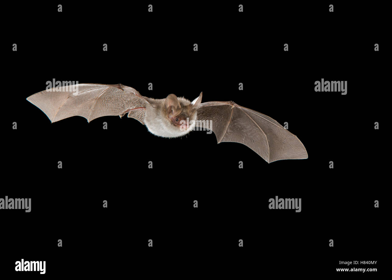 Bechstein's Bat (Myotis bechsteinii) flying, Belgium Stock Photo - Alamy